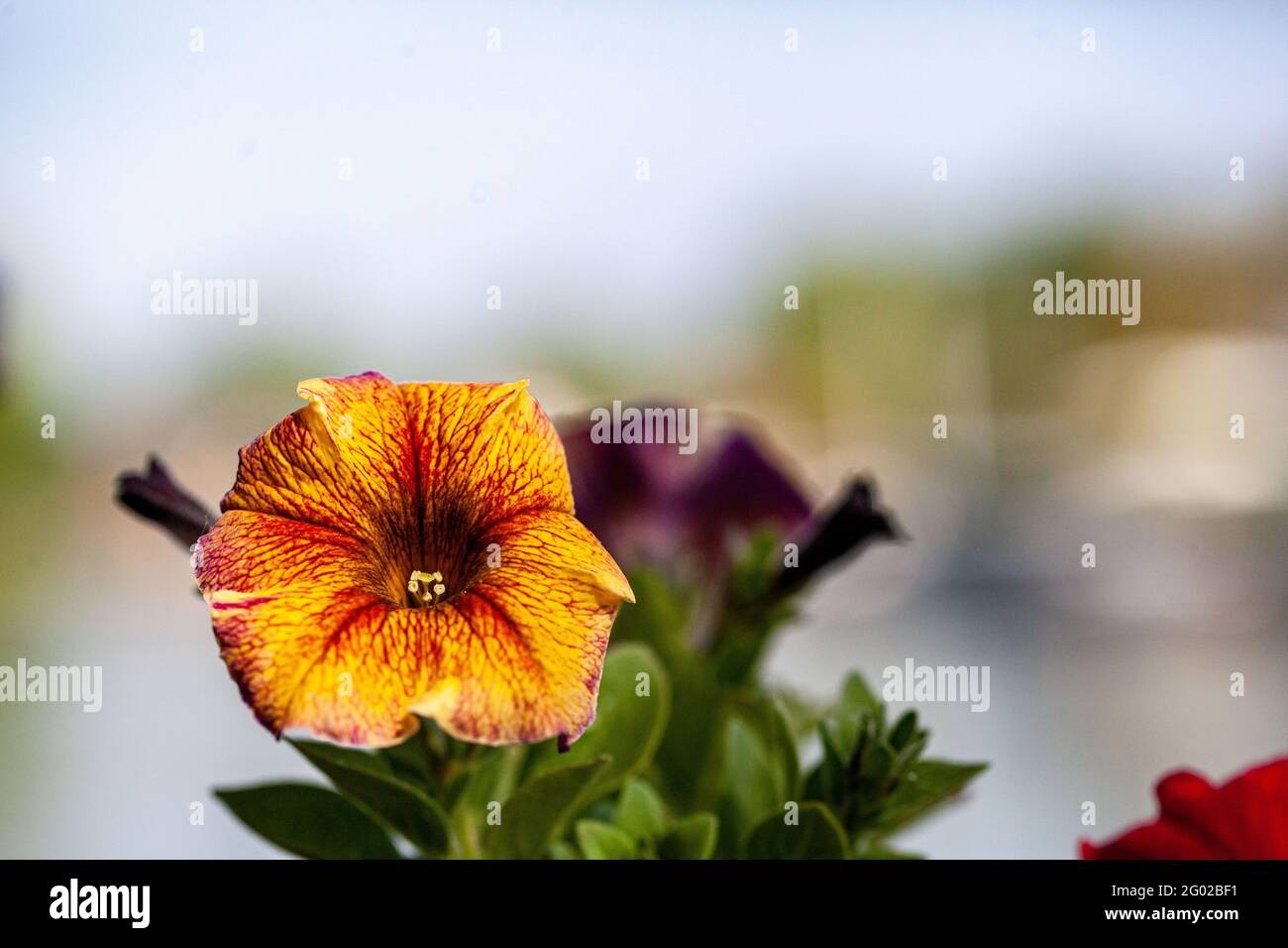 Petchoa he plants are a genetic cross between a petunia and calibrachoa ...