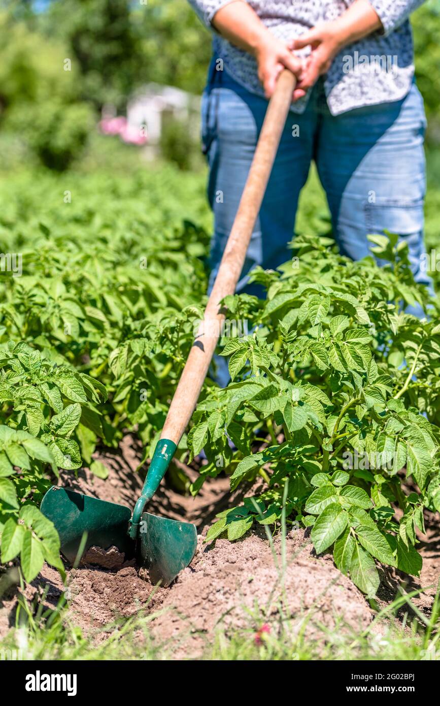 Potato farming in local organic farm, plowing potatoes with the manual ...