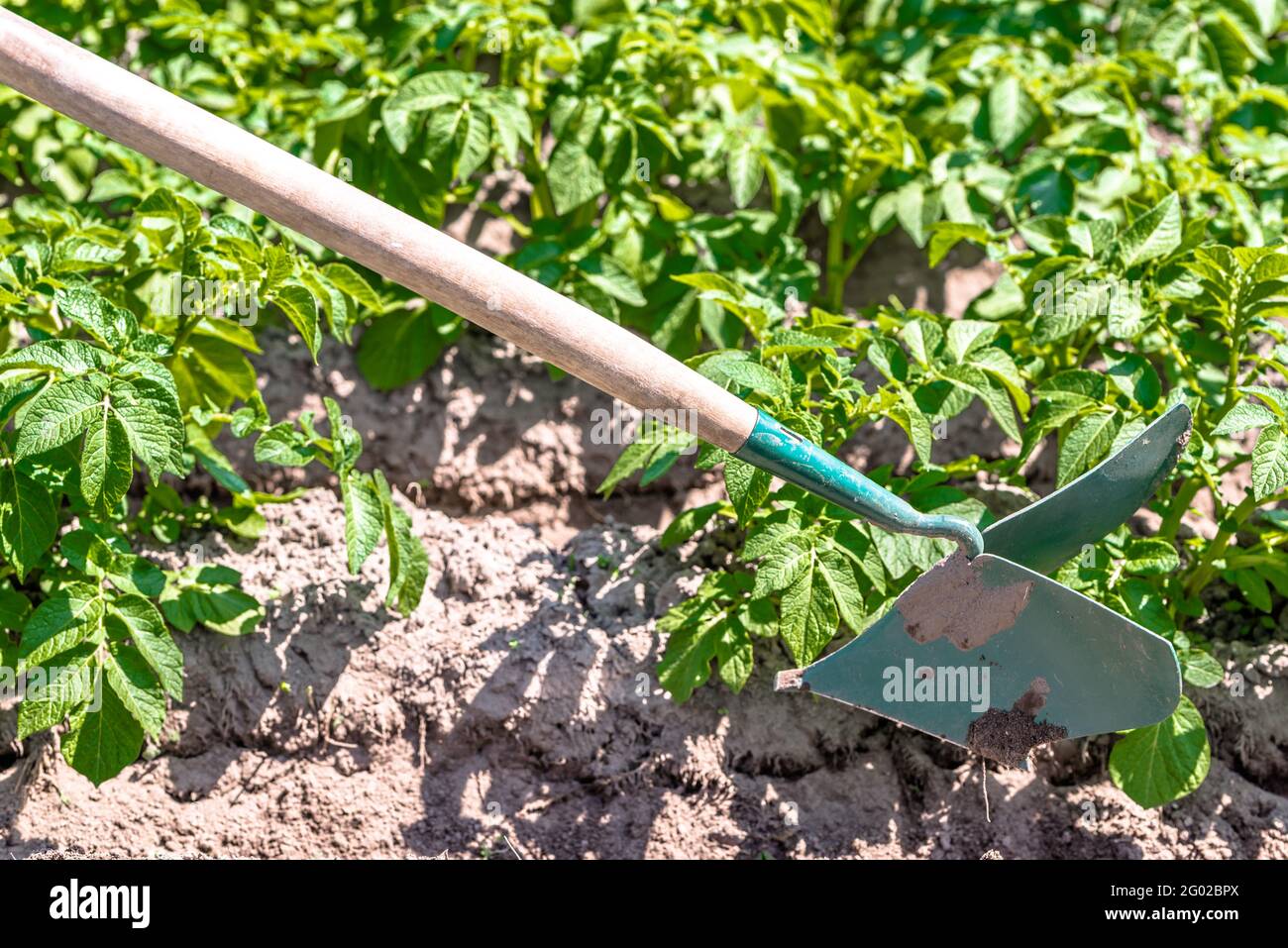Potato farming in local organic farm, plowing potatoes with the manual ...