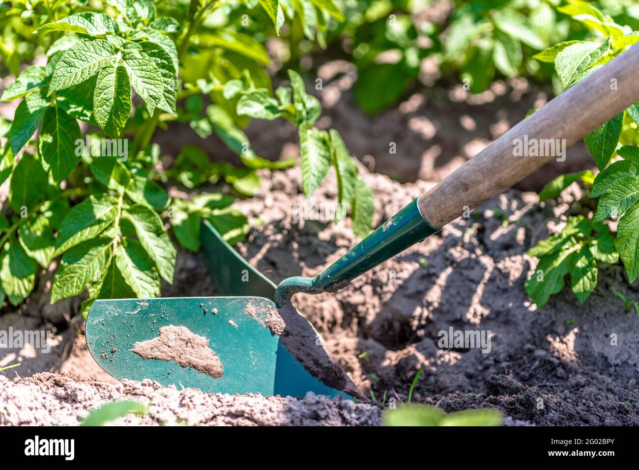Potato farming in local organic farm, plowing potatoes with the manual ...