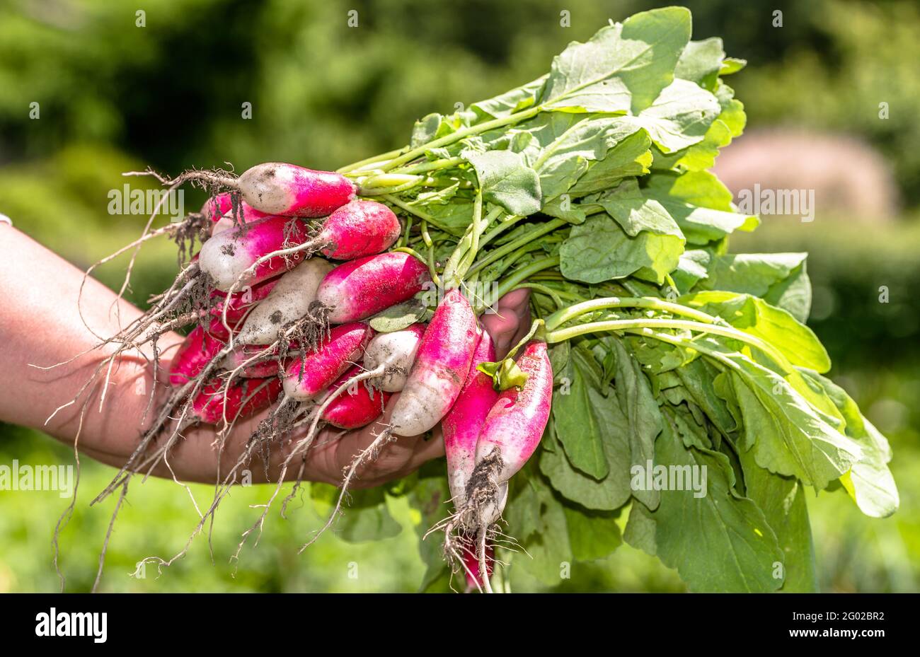 Farming organic vegetables. Farm fresh produce in farmers hands ...