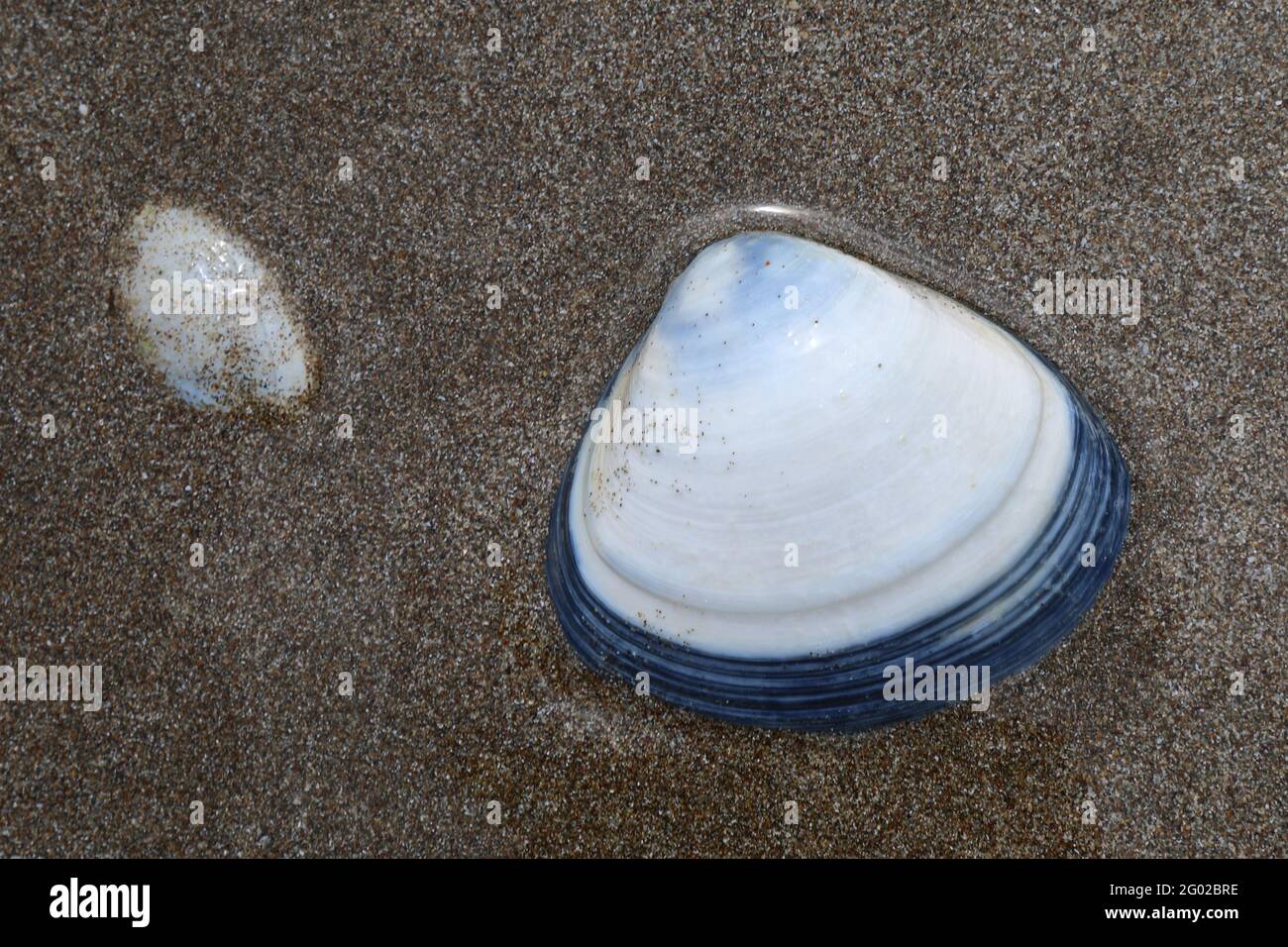 Muschel australien hi-res stock photography and images - Alamy