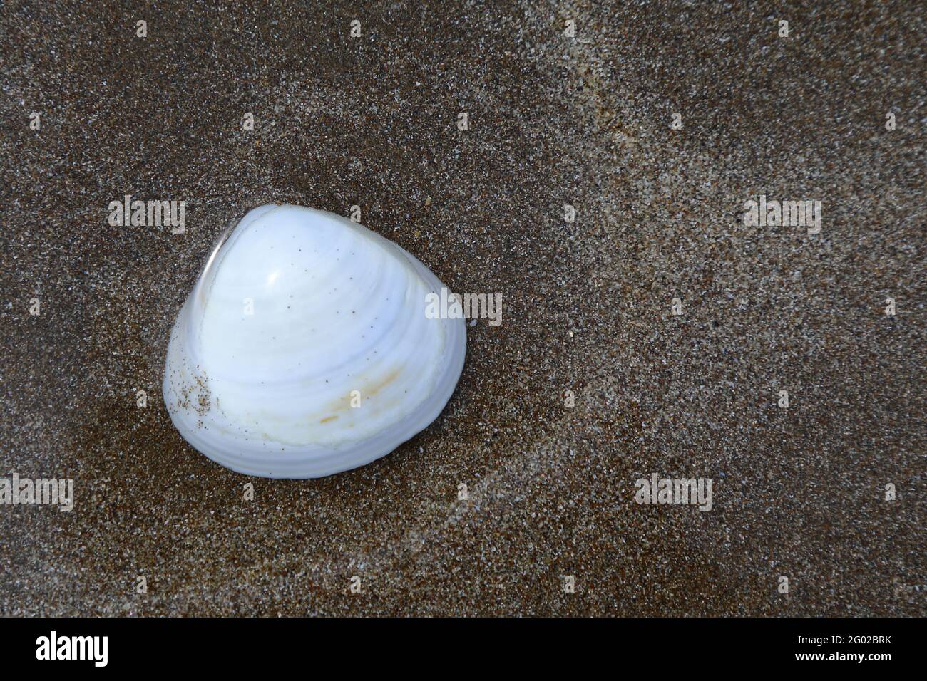 Muschel / Shell Stock Photo - Alamy