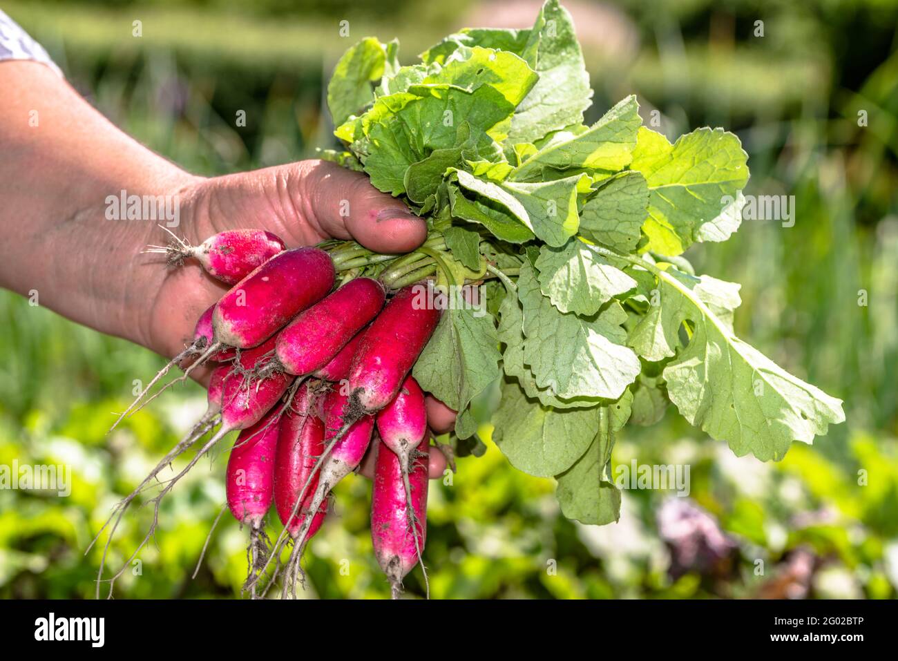 Farming organic vegetables. Farm fresh produce in farmers hands ...