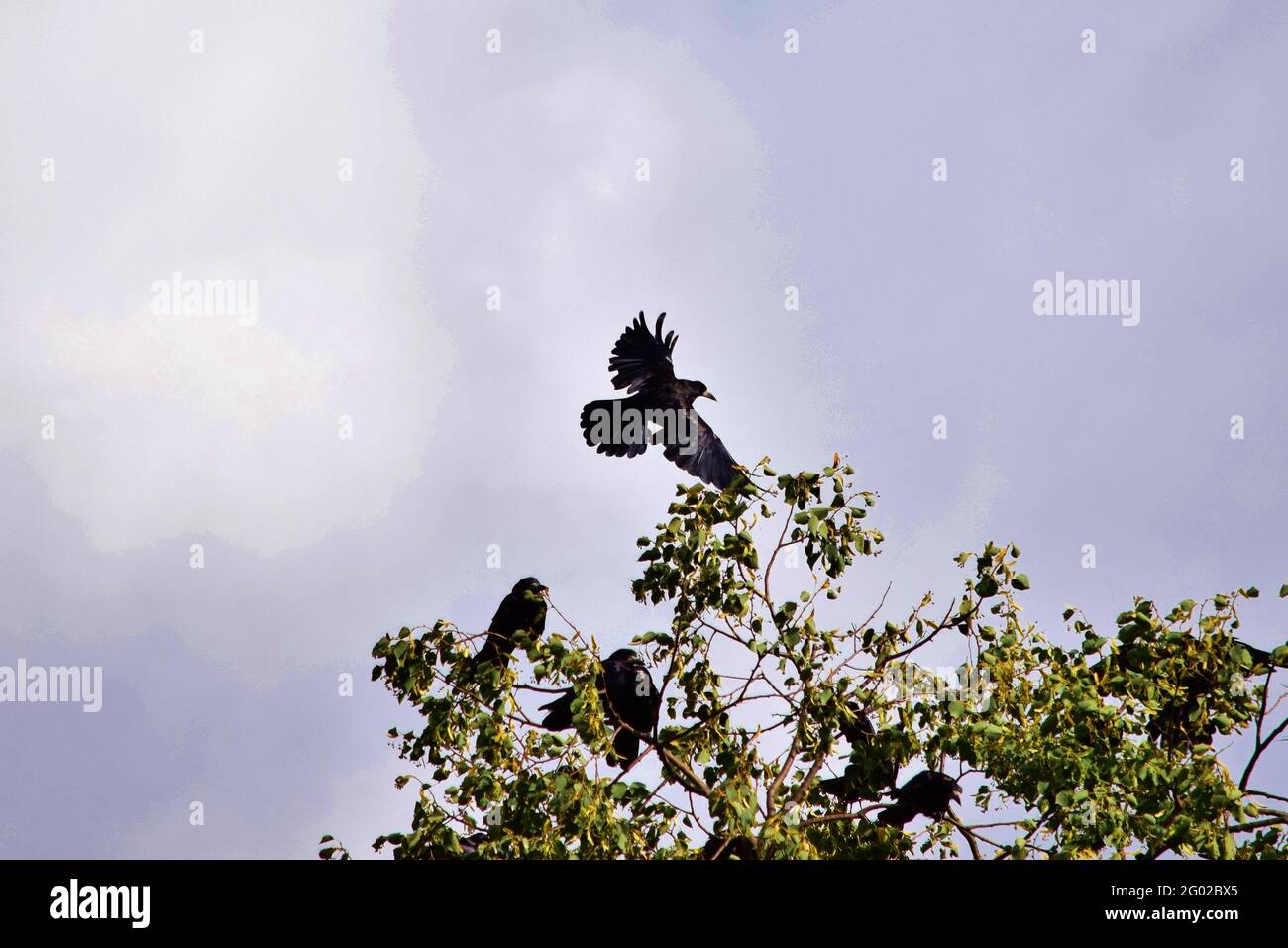 Group of crows roosting and flying around a tree Stock Photo - Alamy