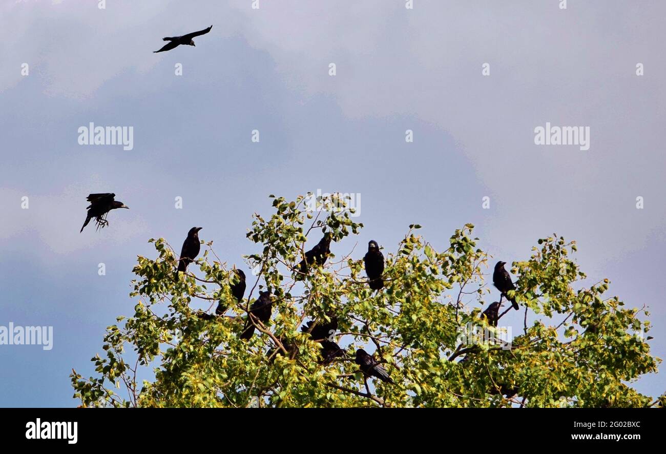 Murder of crows hi-res stock photography and images - Alamy