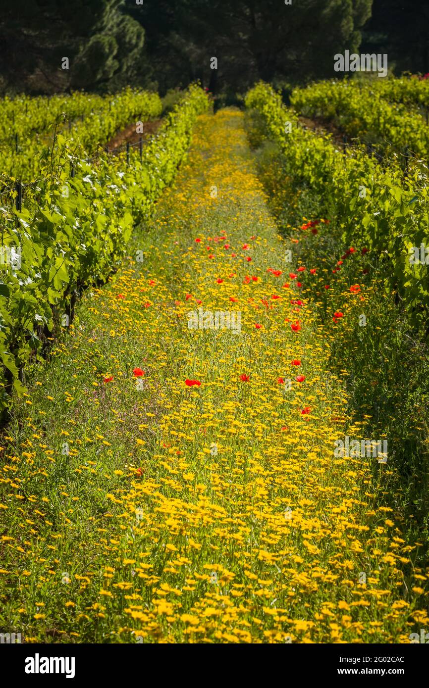 Poppies in between the vines hi-res stock photography and images - Alamy