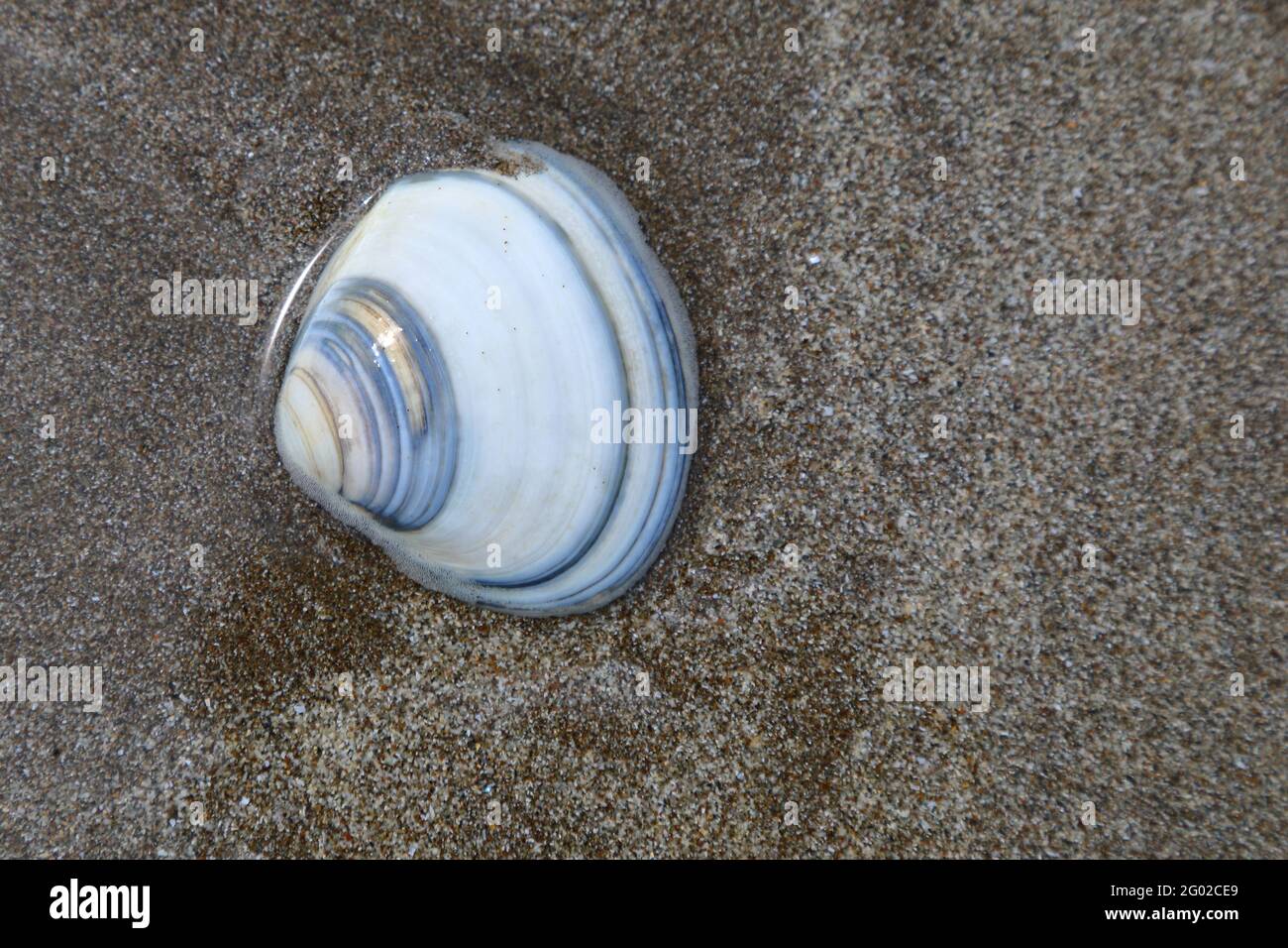 Muschel / Shell Stock Photo - Alamy