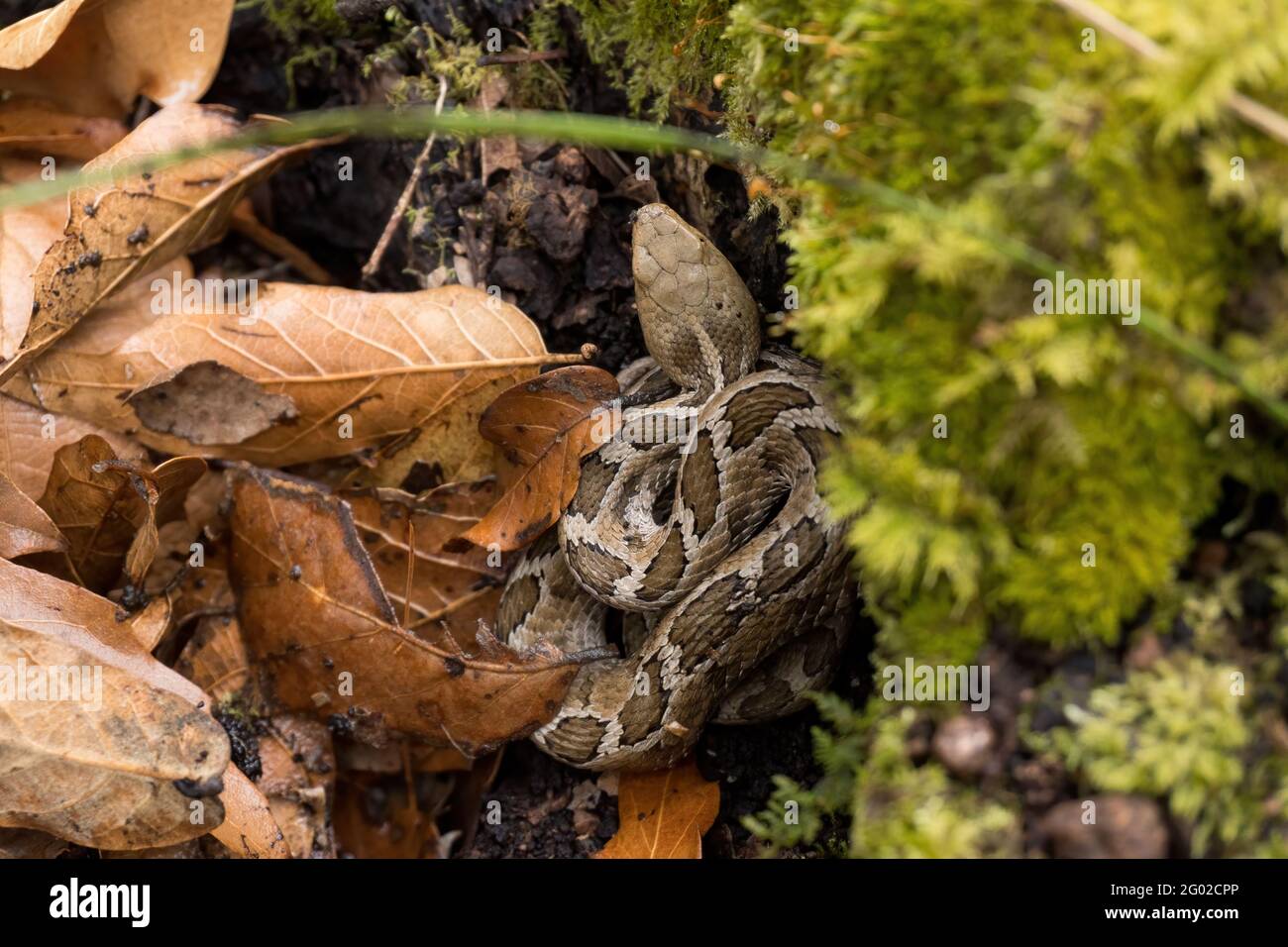 South American rattlesnake (crotalus durissus) in the forest Stock ...