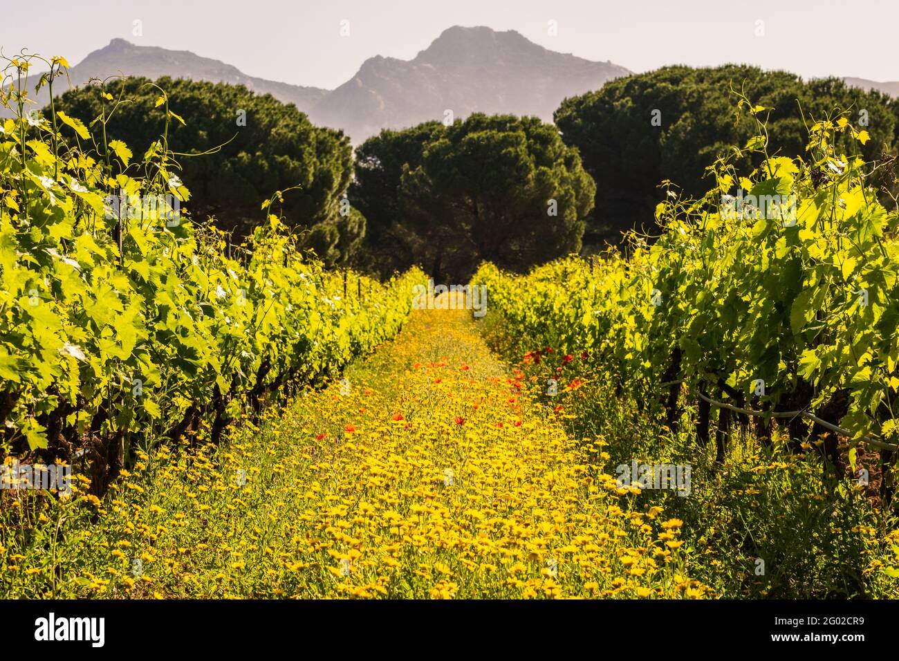 Poppies in between the vines hi-res stock photography and images - Alamy