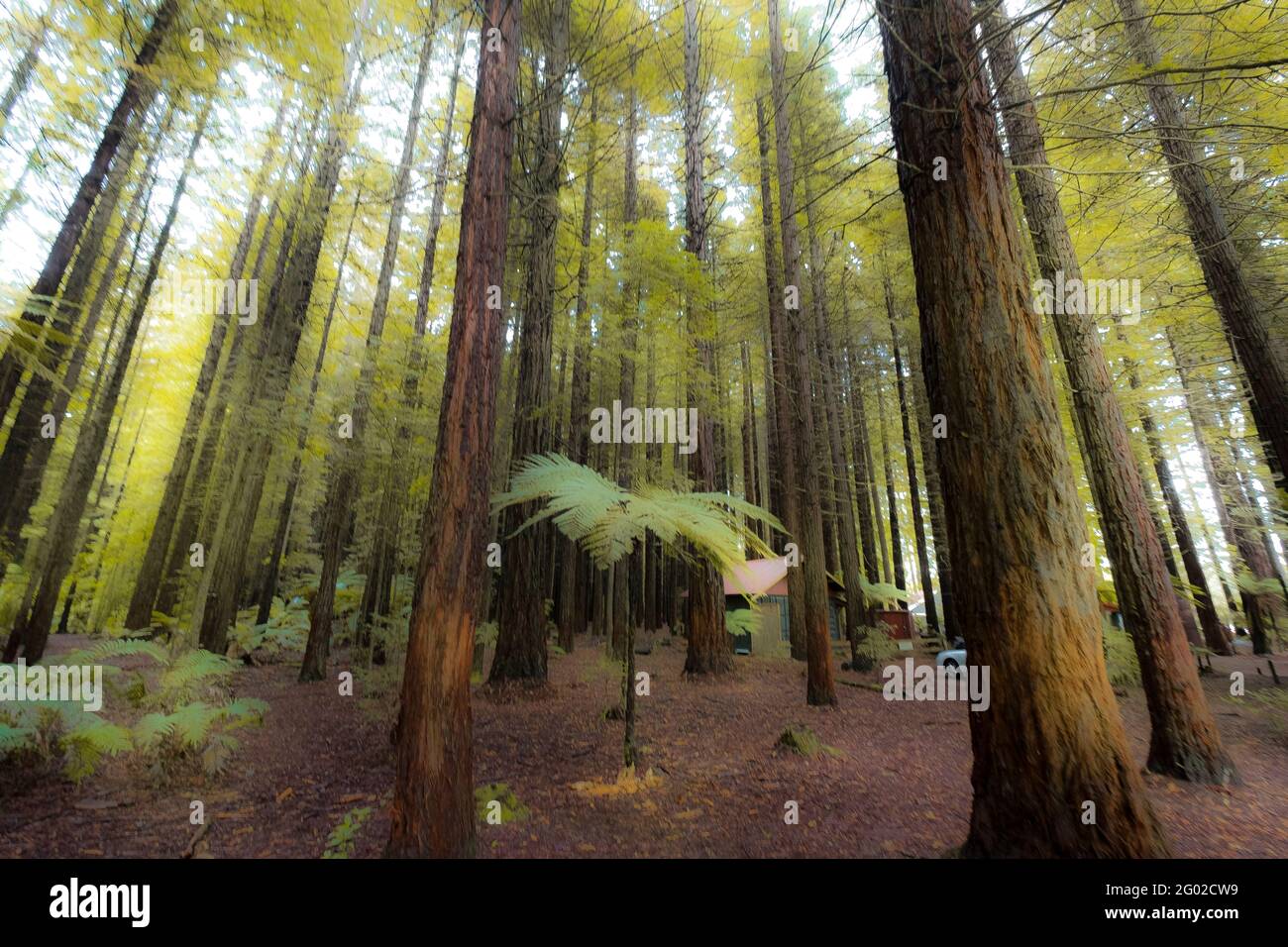 Amazing views of trees in the forests of New Zealand Stock Photo - Alamy