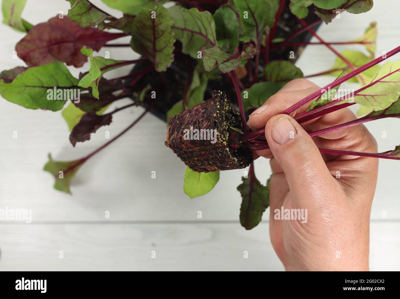 Top view of a farmer's hand showing a horticulture beet or beetroot ...