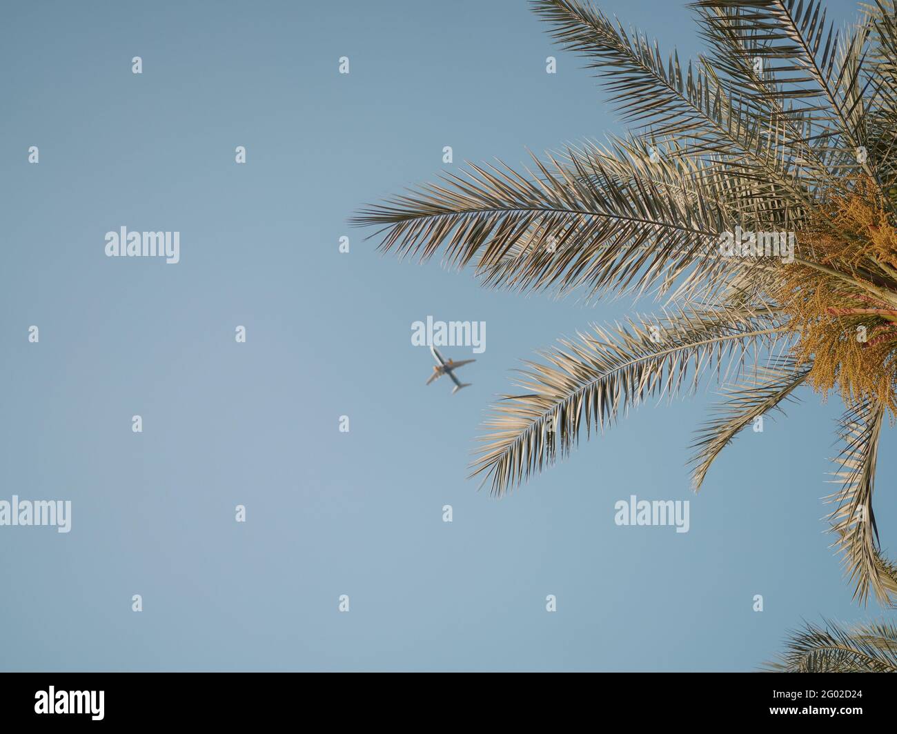 Low angle shot of palm tree branches and a plane flying in a blue ...