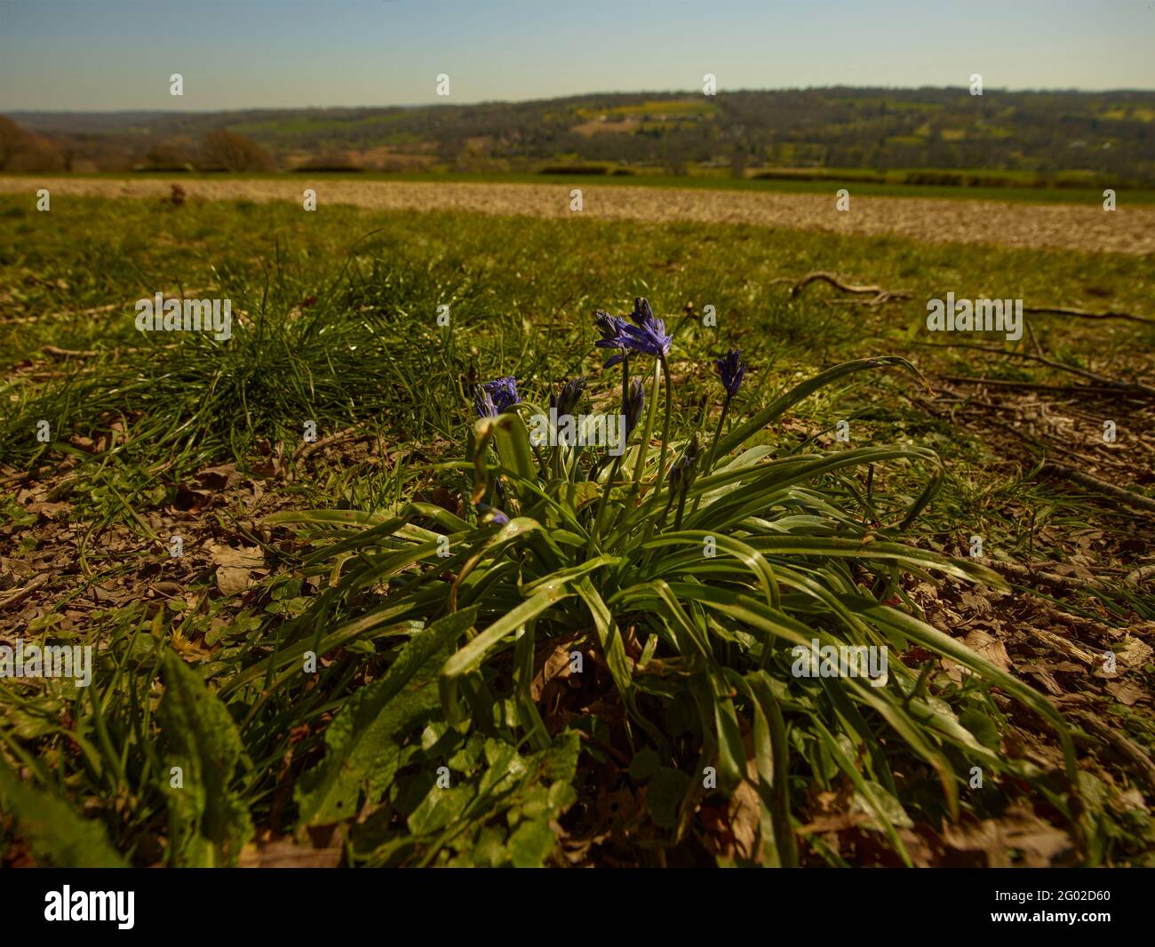 English Bluebells under bright spring sunshine in an open setting with ...