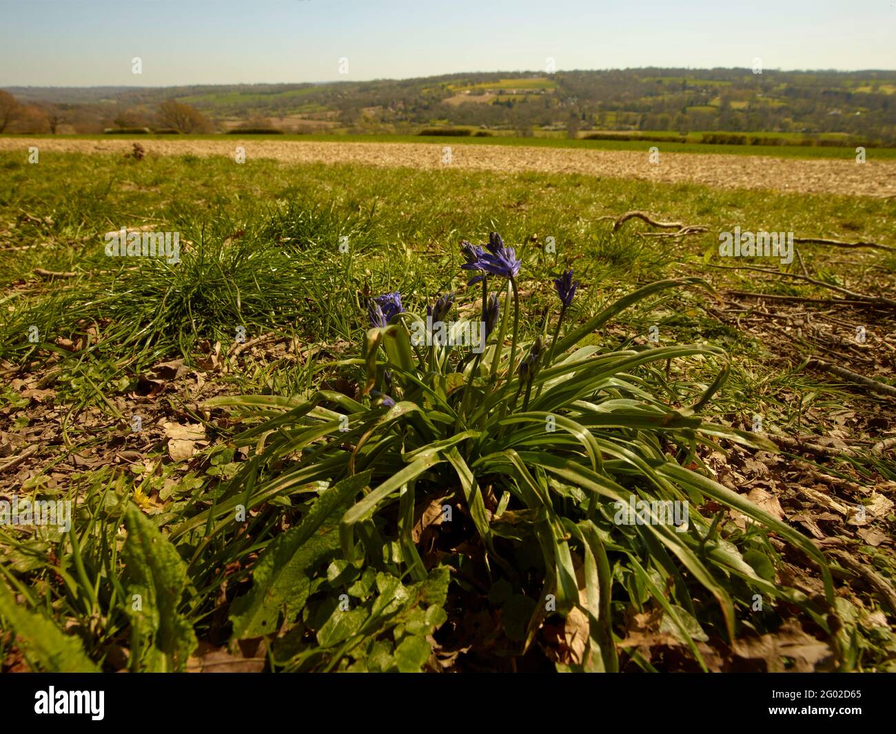 English Bluebells under bright spring sunshine in an open setting with ...