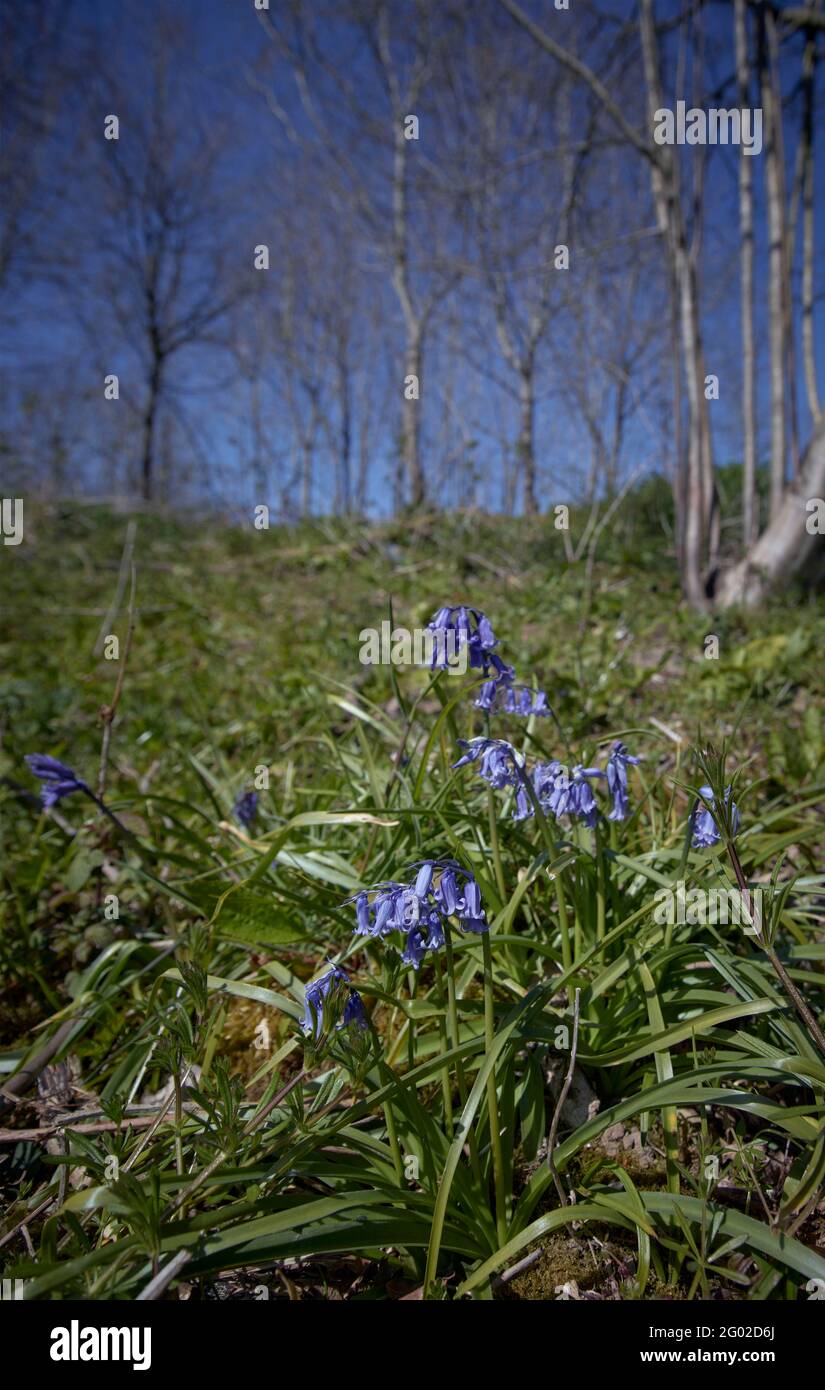 English Bluebells under bright spring sunshine in an open setting with ...