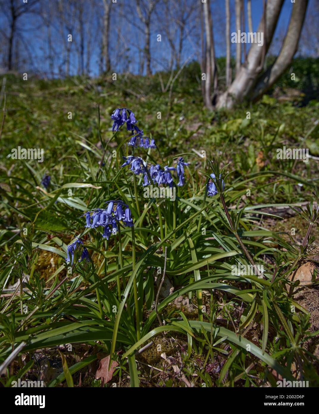 English Bluebells under bright spring sunshine in an open setting with ...