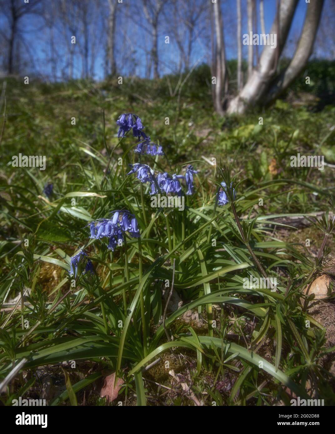 English Bluebells under bright spring sunshine in an open setting with ...