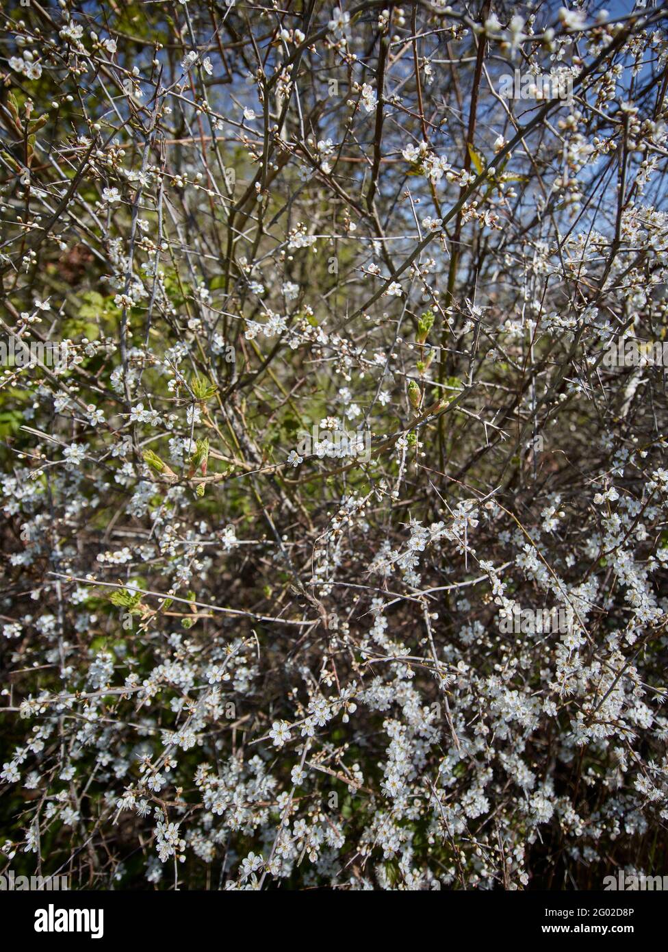 Hawthorne hedge in flower with bright blue sky as background Stock ...
