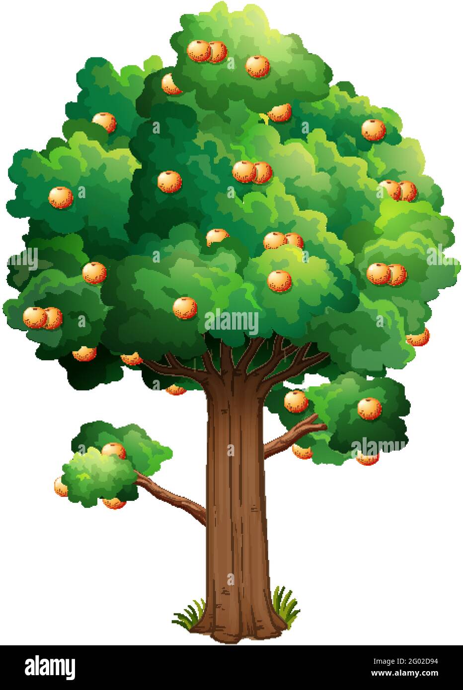 Orange tree isolated on white background illustration Stock Vector ...