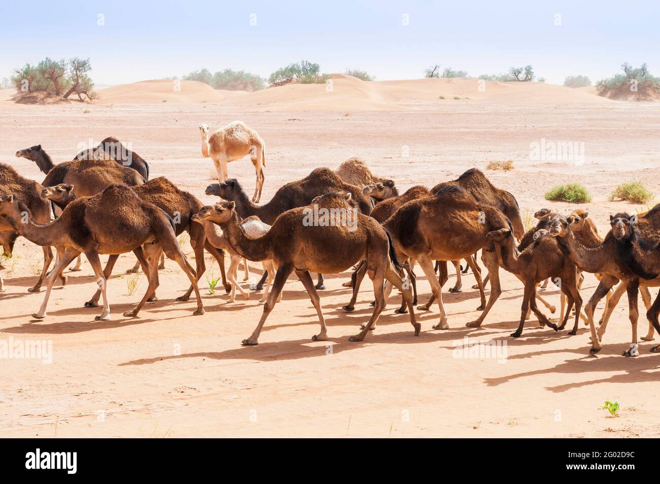 Herd of camels in the Sahara in the sandstorm, Morocco, Africa Stock ...