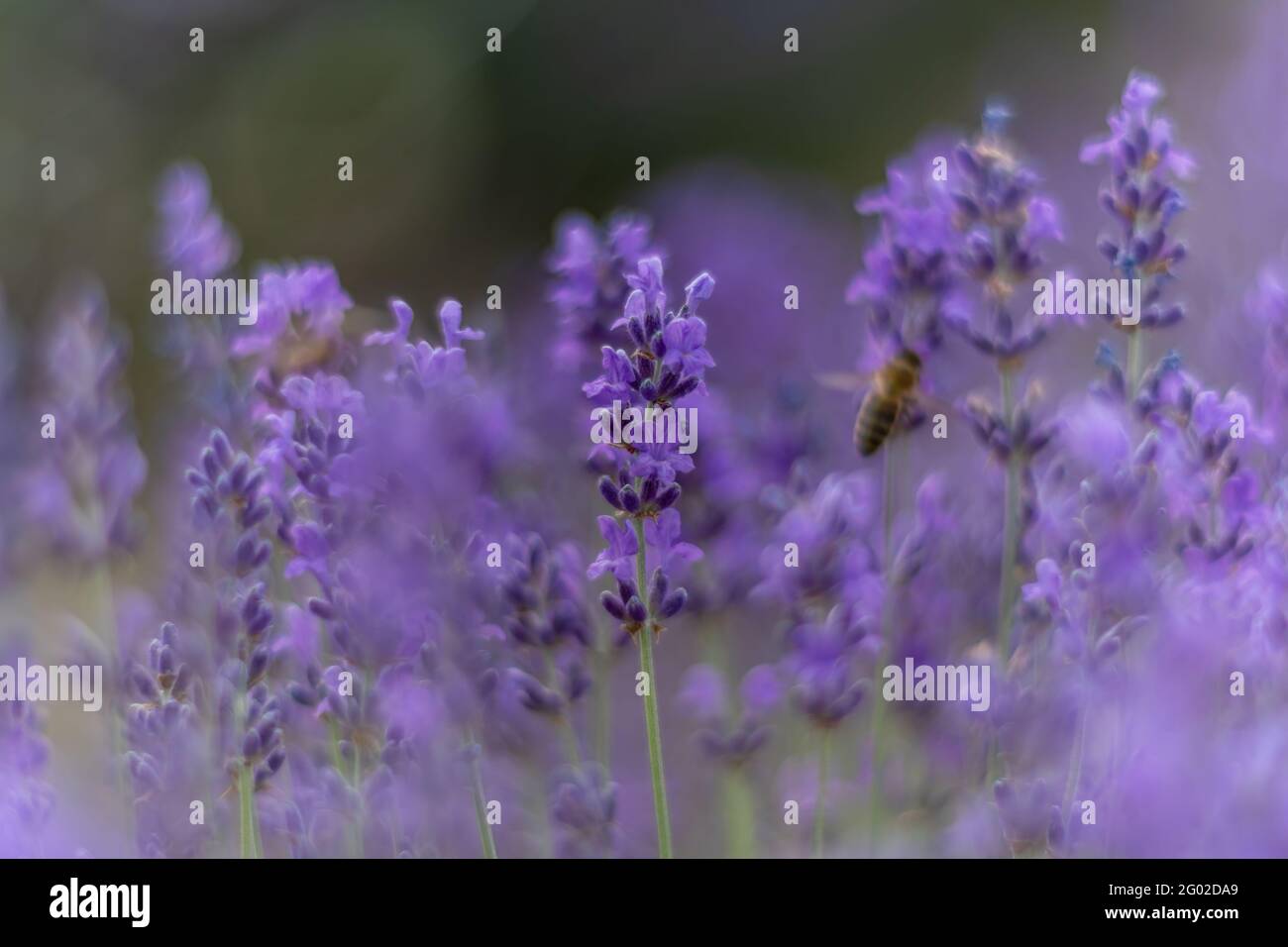 Close up Lavender flower blooming scented fields in endless rows on ...