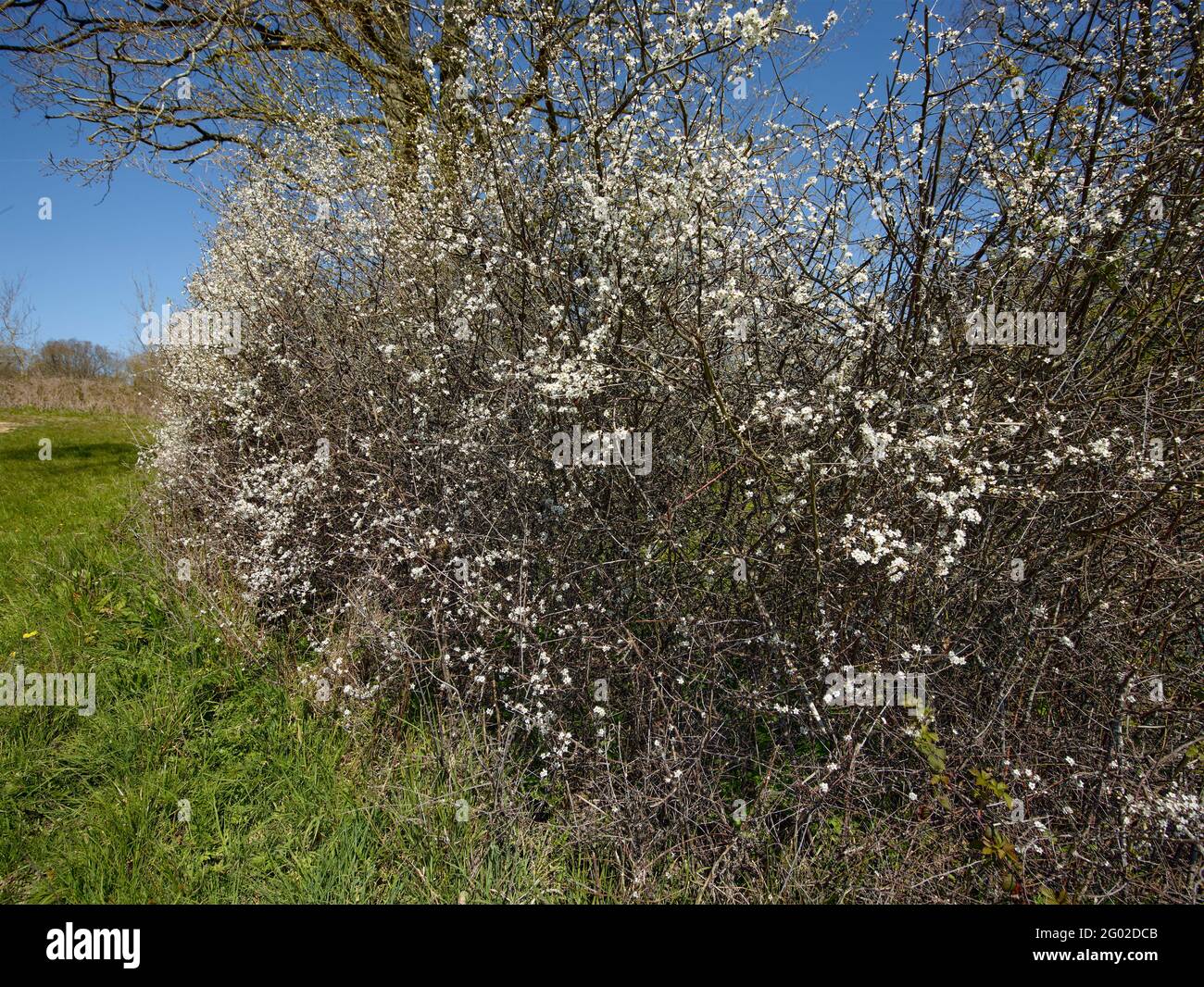 Hawthorne Hedge High Resolution Stock Photography and Images - Alamy