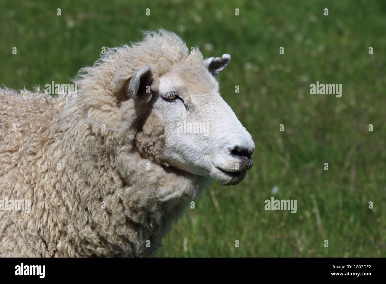 Romneyschaf / Romney sheep / Ovis Stock Photo - Alamy