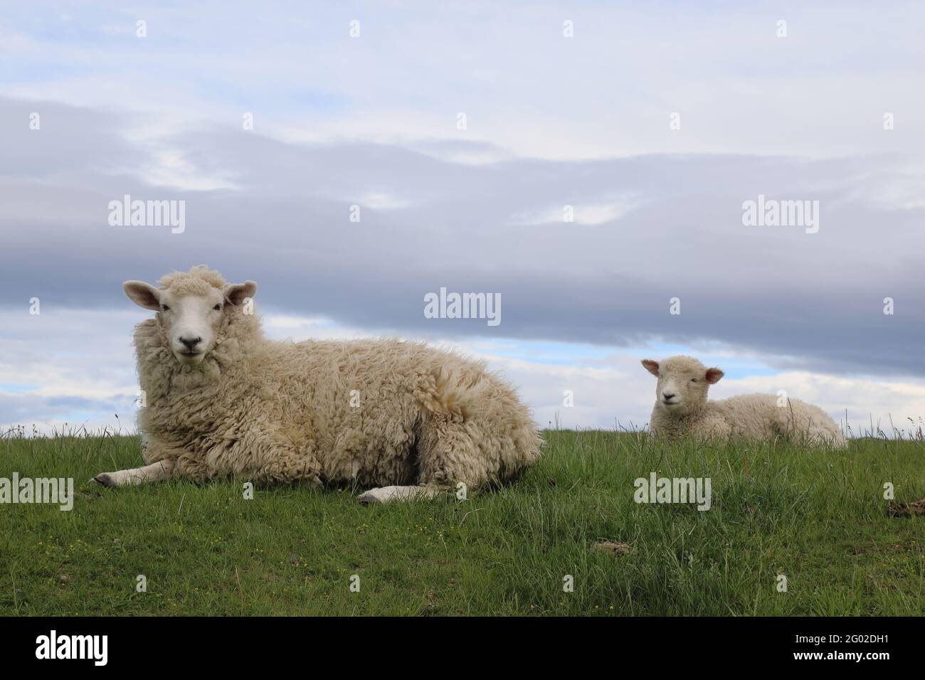 Romneyschaf / Romney sheep / Ovis Stock Photo - Alamy