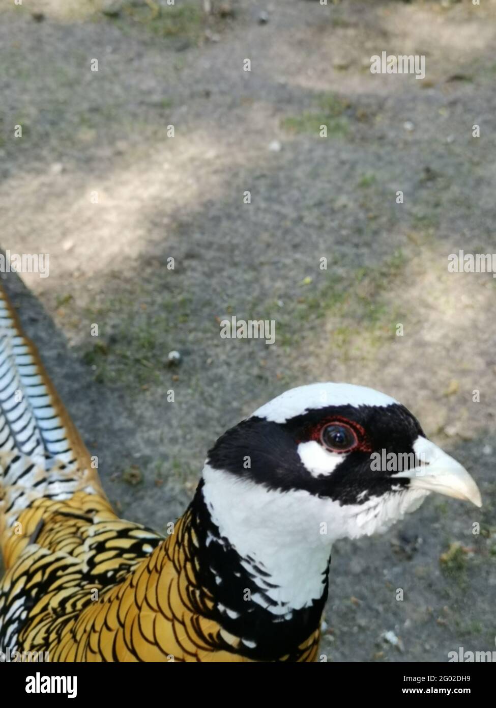 Royal pheasant hi-res stock photography and images - Alamy