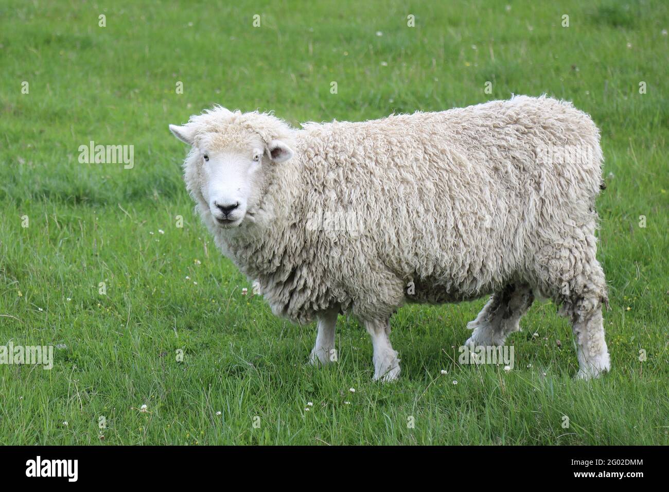 Romneyschaf / Romney sheep / Ovis Stock Photo - Alamy
