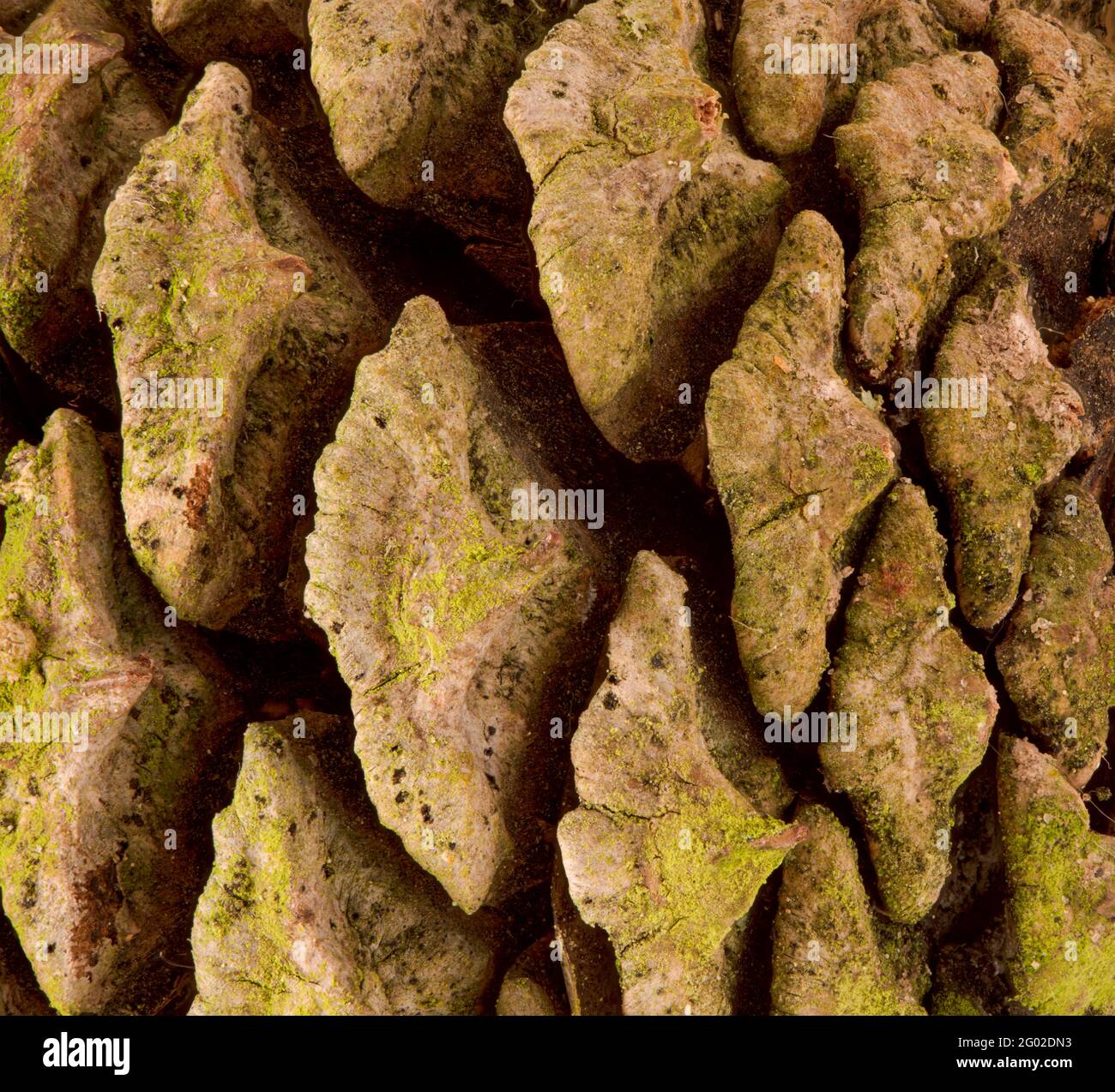 Macro abstract of pine cone patterns and textures Stock Photo - Alamy