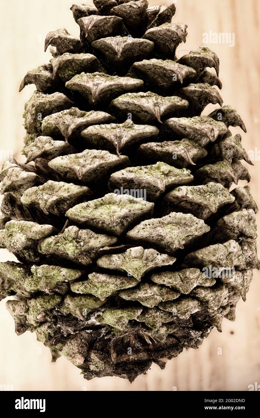 Macro photograph of structure, textures and patterns in a pine cone ...