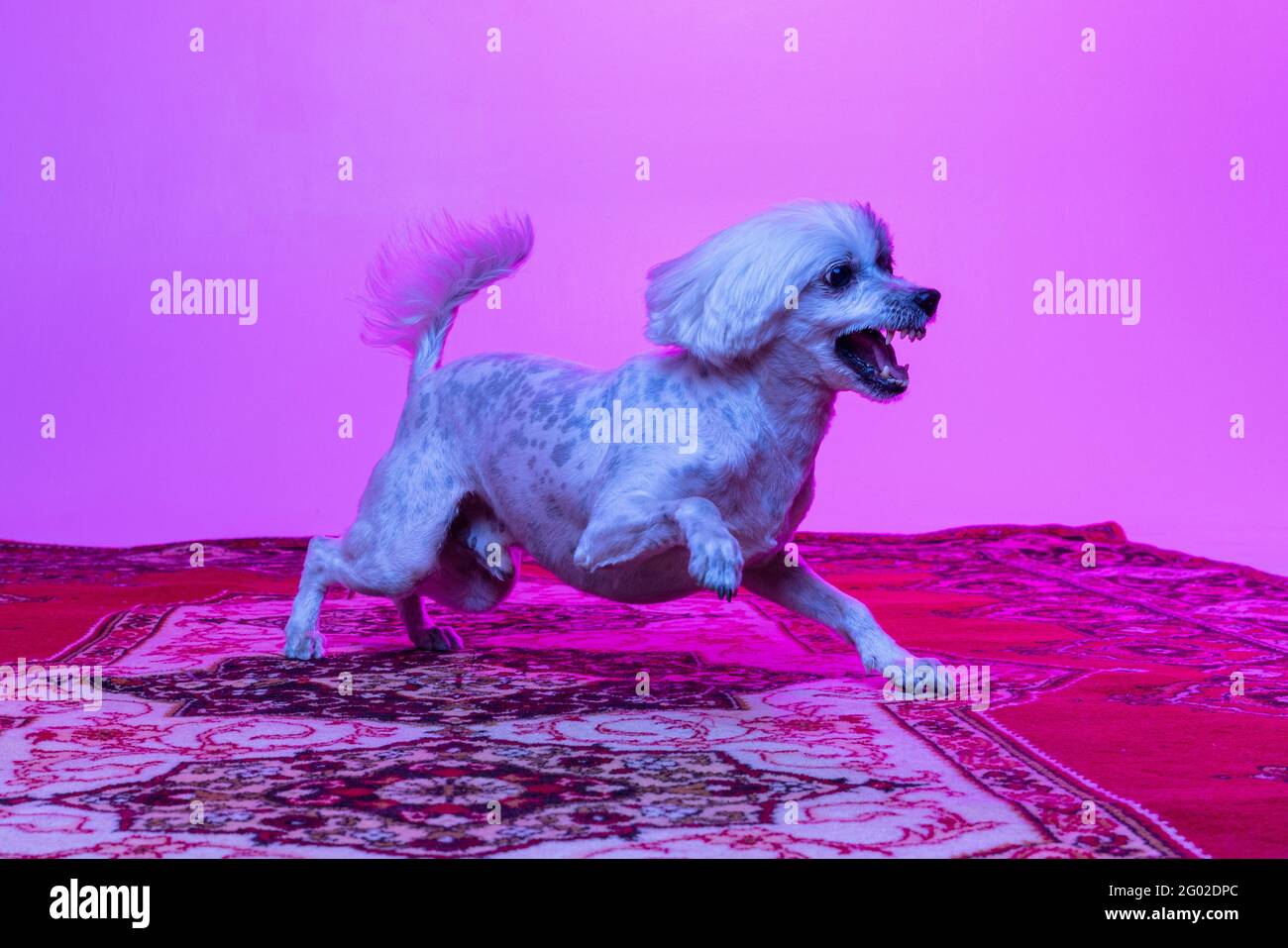 Portrait of cute little dog running isolated on pink studio background ...