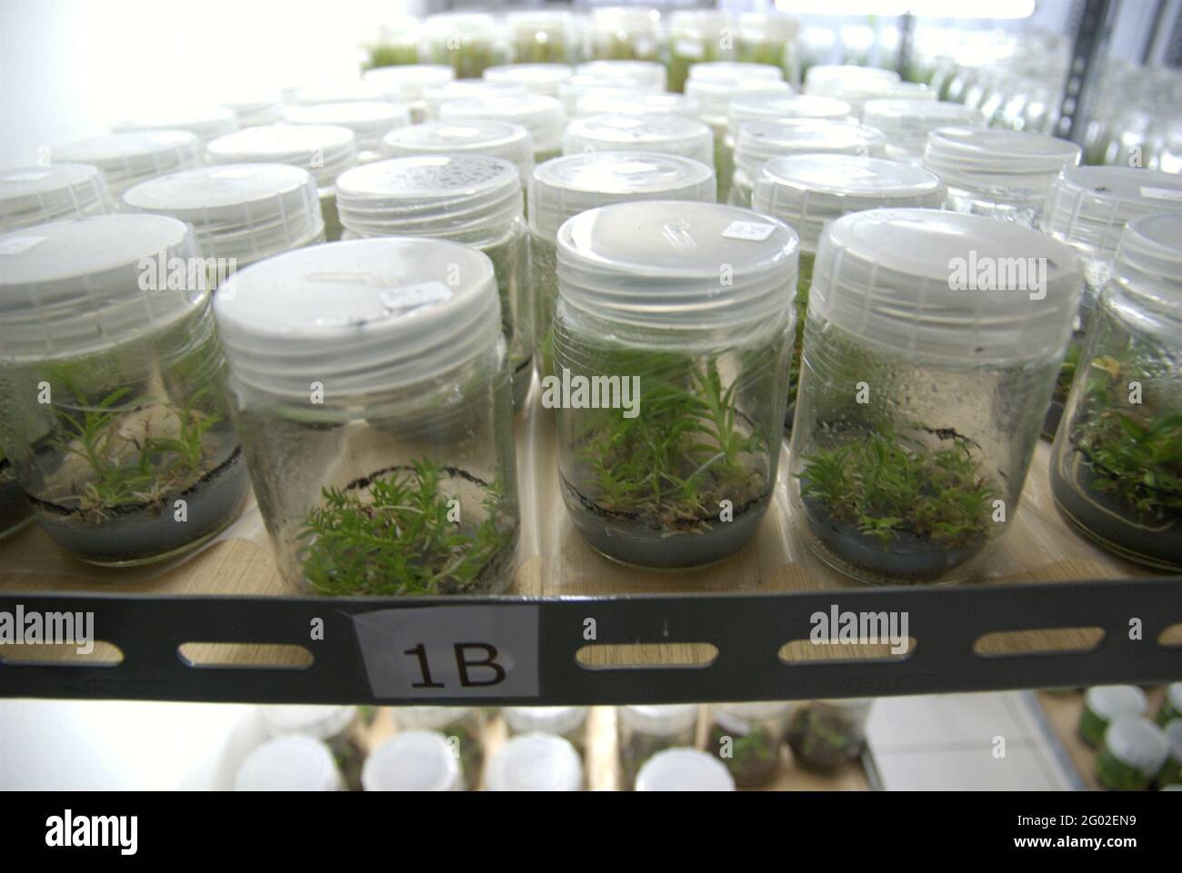 Plant tissue culture laboratory managed by the Indonesian Institute of ...