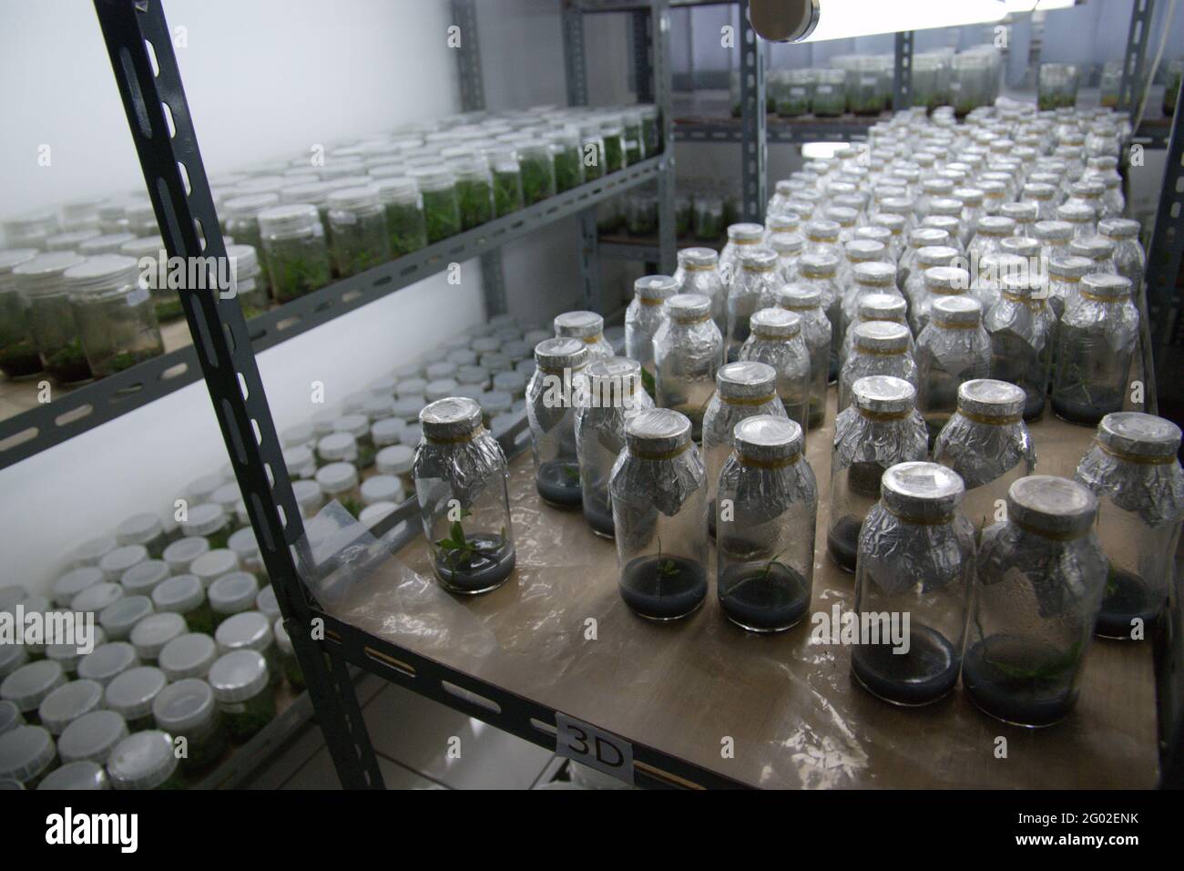 Plant tissue culture laboratory managed by the Indonesian Institute of ...