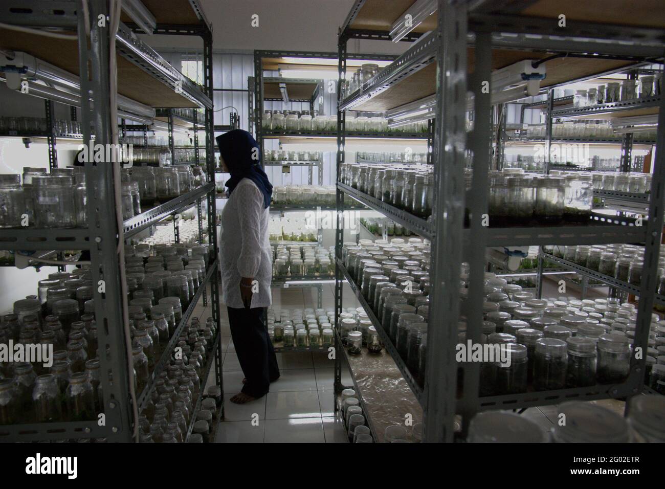 Plant tissue culture laboratory managed by the Indonesian Institute of ...