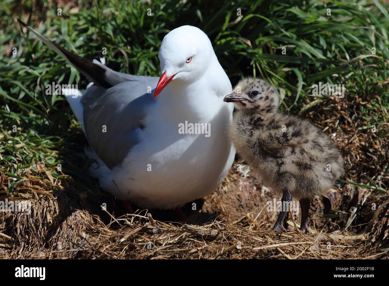 Rotschnabelmöwe / Red-billed gull / Larus scopulinus Stock Photo - Alamy
