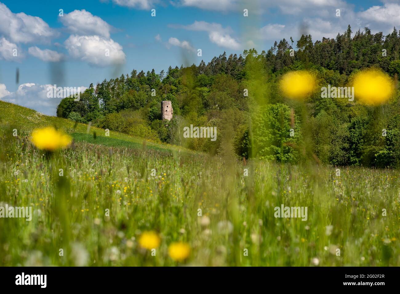 Wallenstein, Germany. 31st May, 2021. Flowers bloom in front of the ...