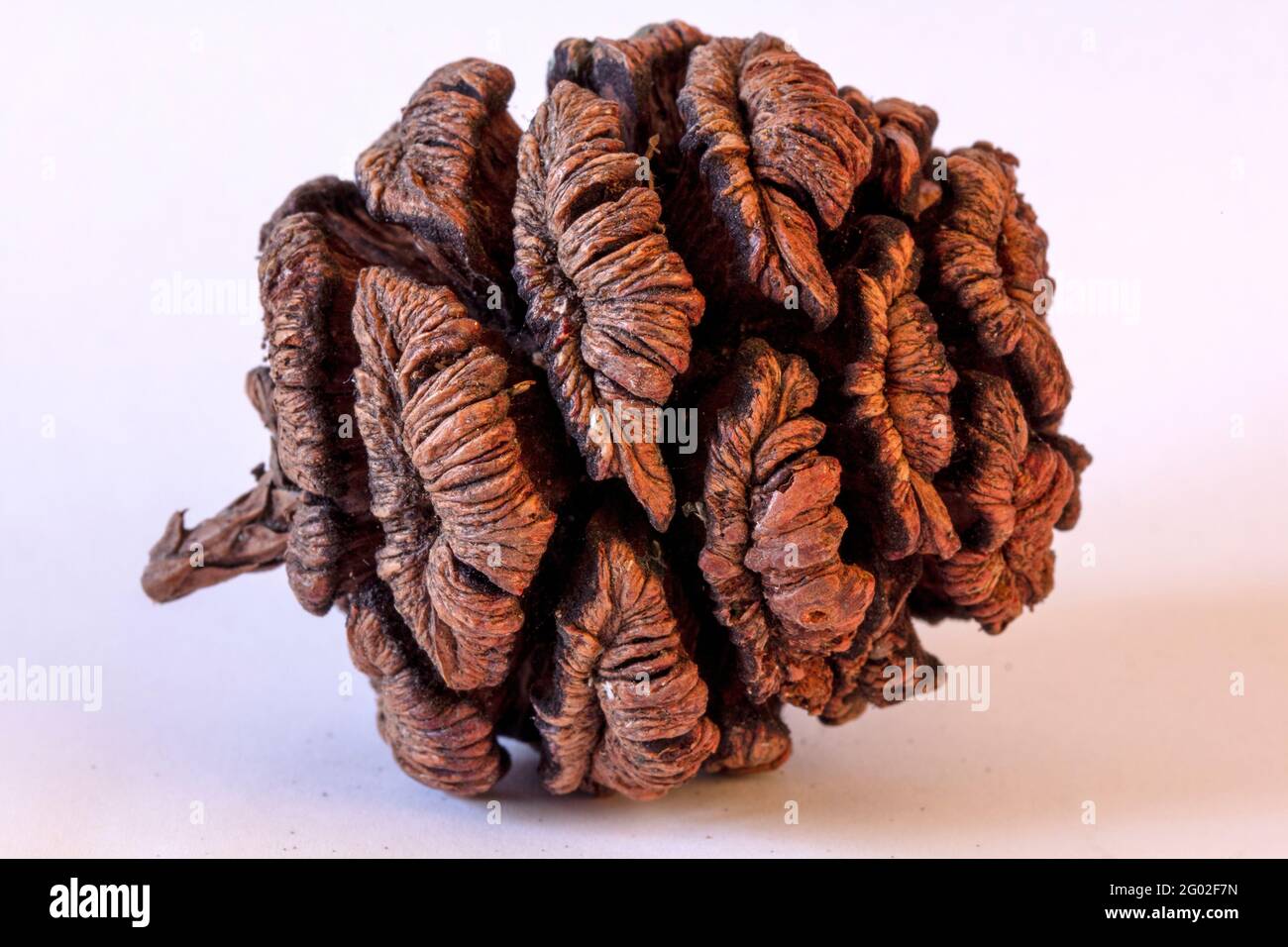 Pine cone photography hi-res stock photography and images - Alamy