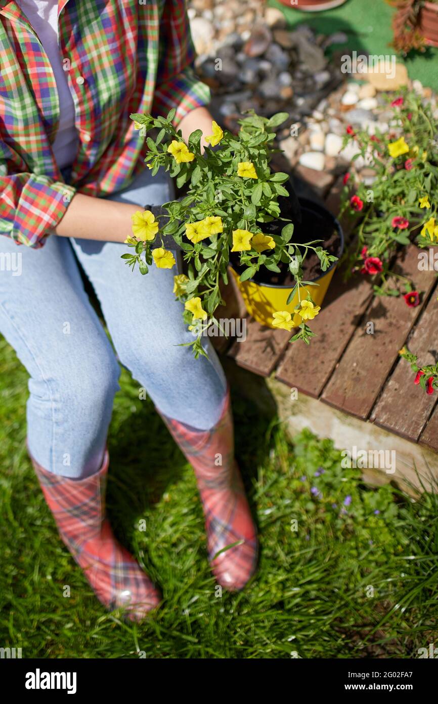 Woman hand planting flowers petunia hi-res stock photography and images ...