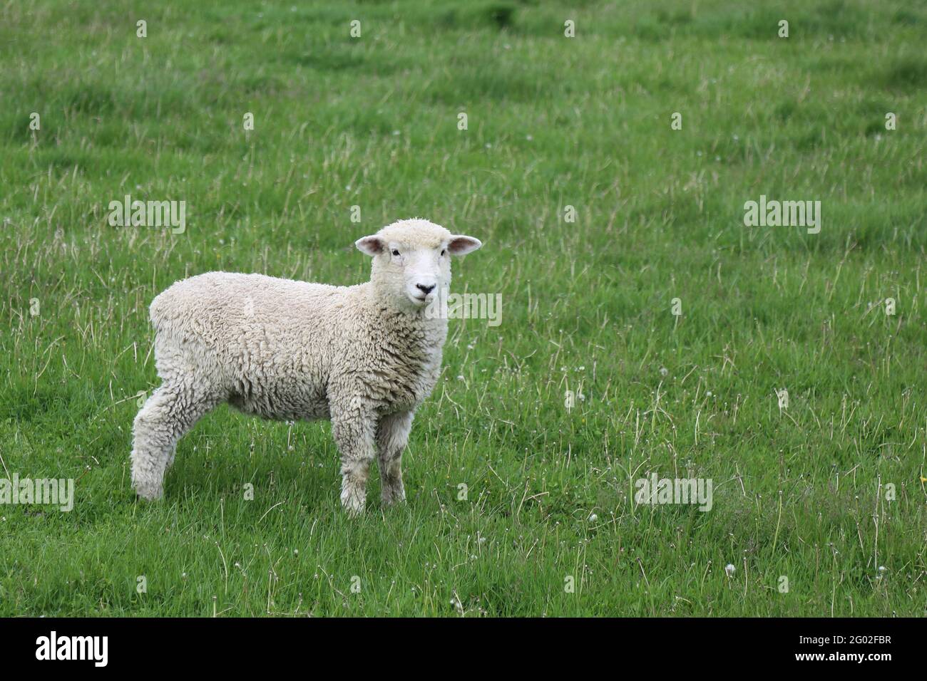 Romneyschafe hi-res stock photography and images - Alamy