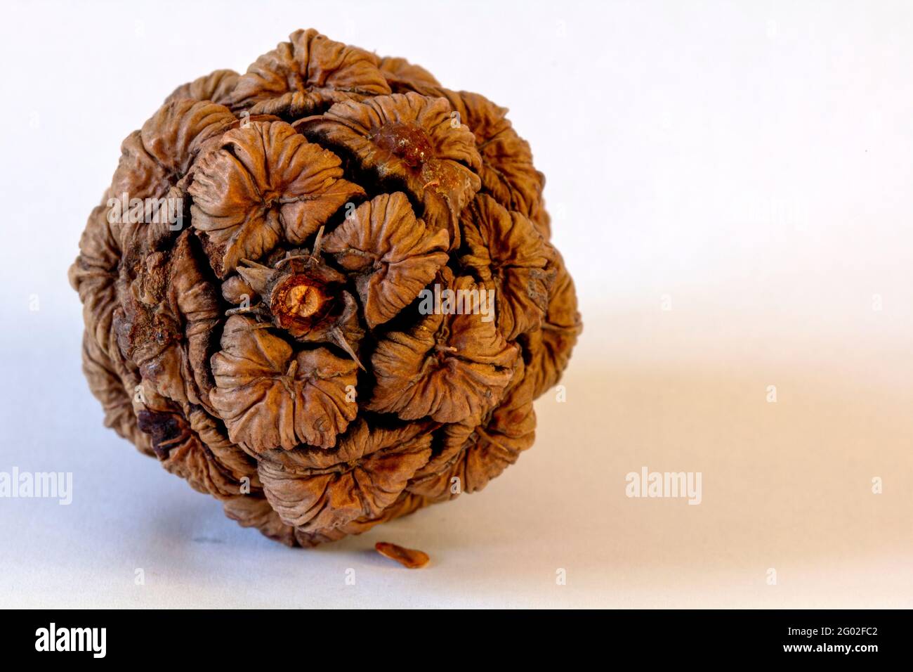 Giant Sequoia Cone High Resolution Stock Photography and Images - Alamy