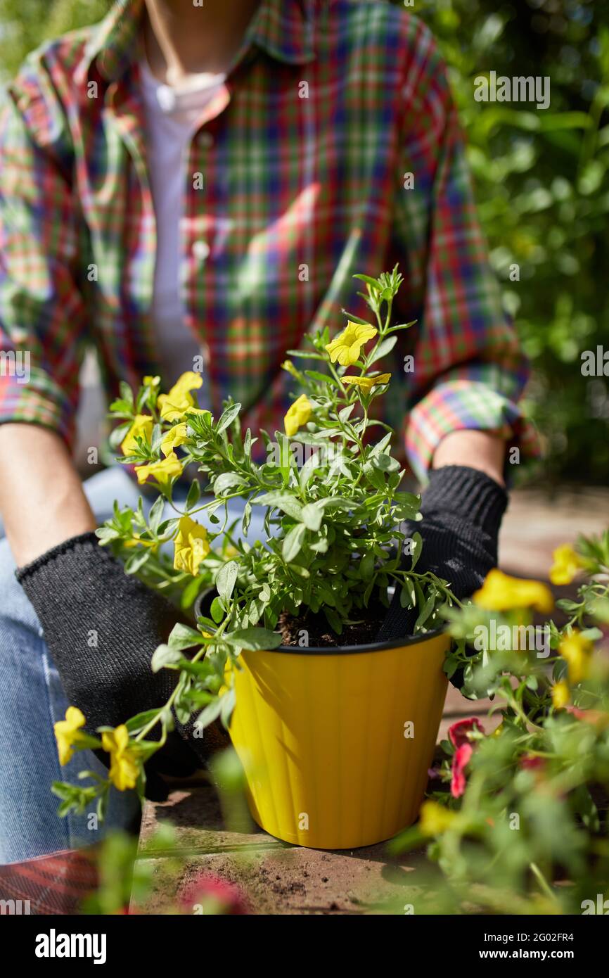 Woman hand planting flowers petunia in the summer garden at home Stock ...