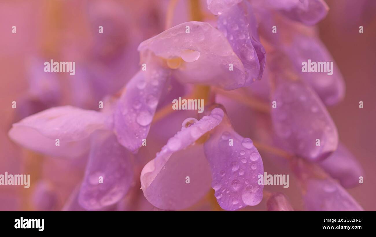 Violet backdrop hi-res stock photography and images - Alamy
