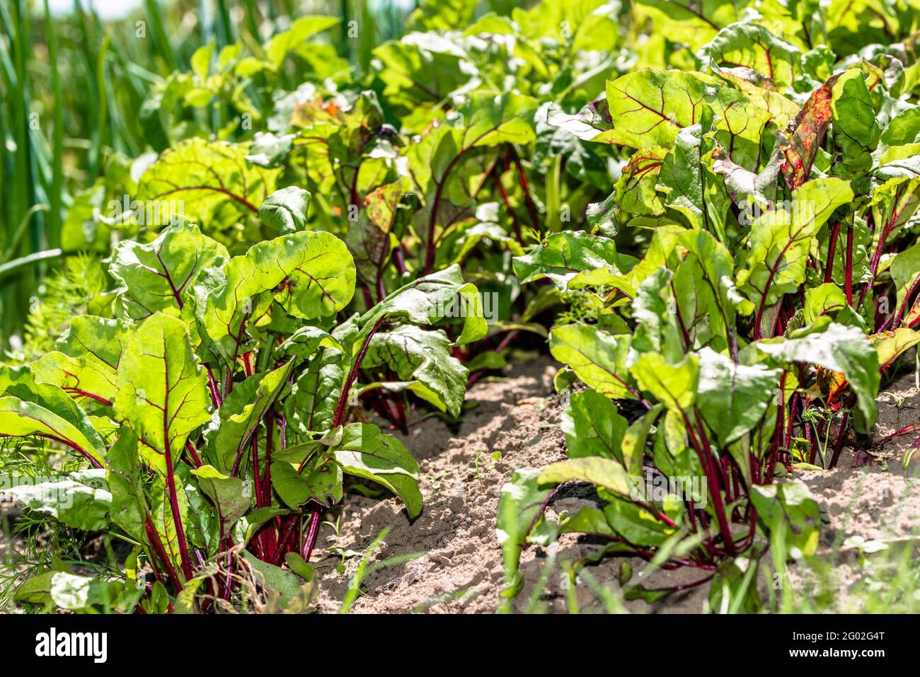 Organic garden with green vegetable leaves of beetroot on a gardens bed ...