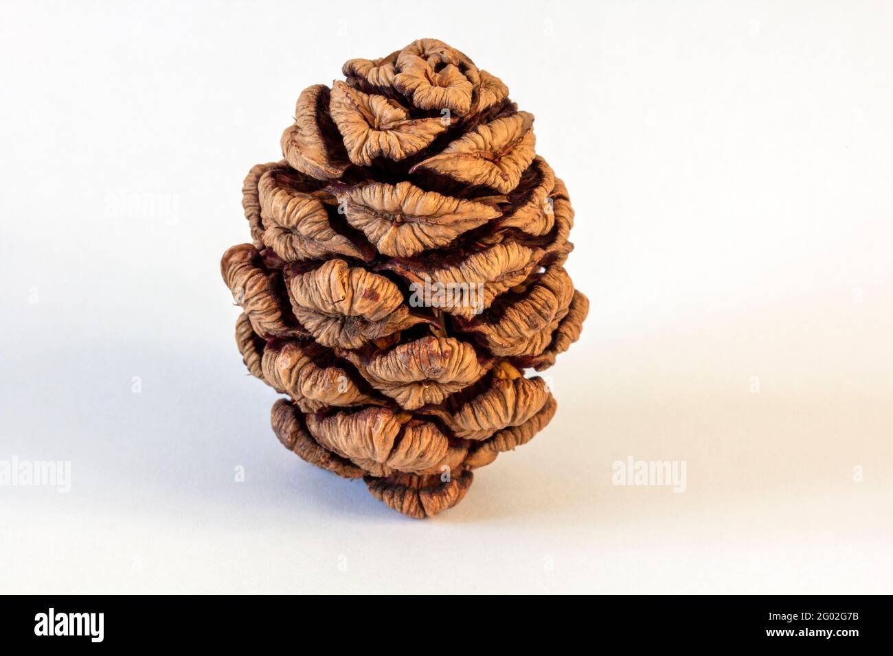 Isolated redwood hi-res stock photography and images - Alamy