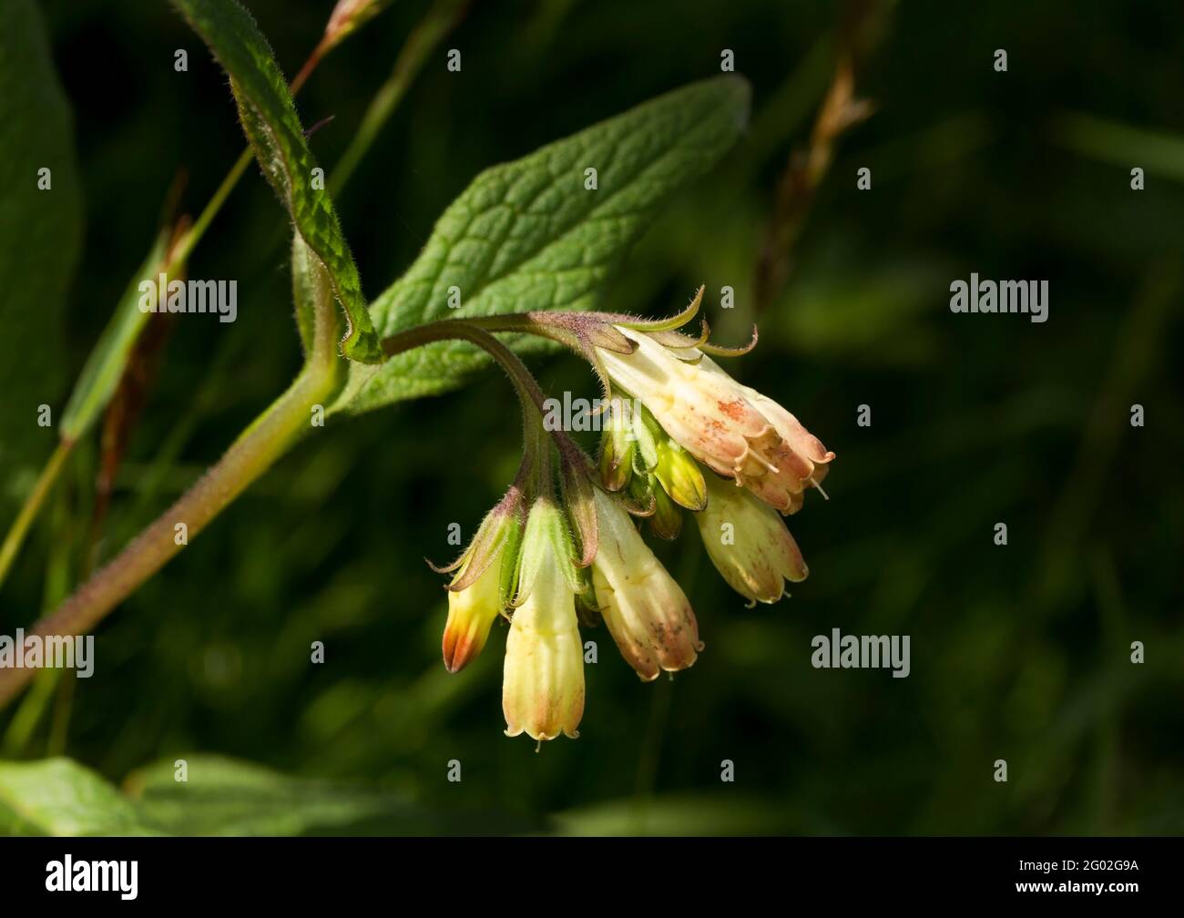 Flowers of the Knitbone or Common Comfrey are common in many areas of ...