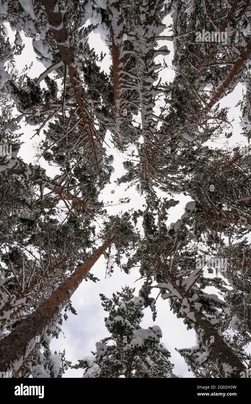 Capcir forest in winter after a snowfall (Les Angles, Pyrénées ...