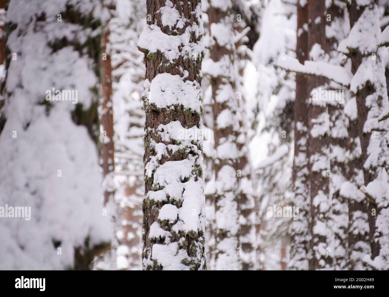 Capcir forest in winter after a snowfall (Les Angles, Pyrénées ...